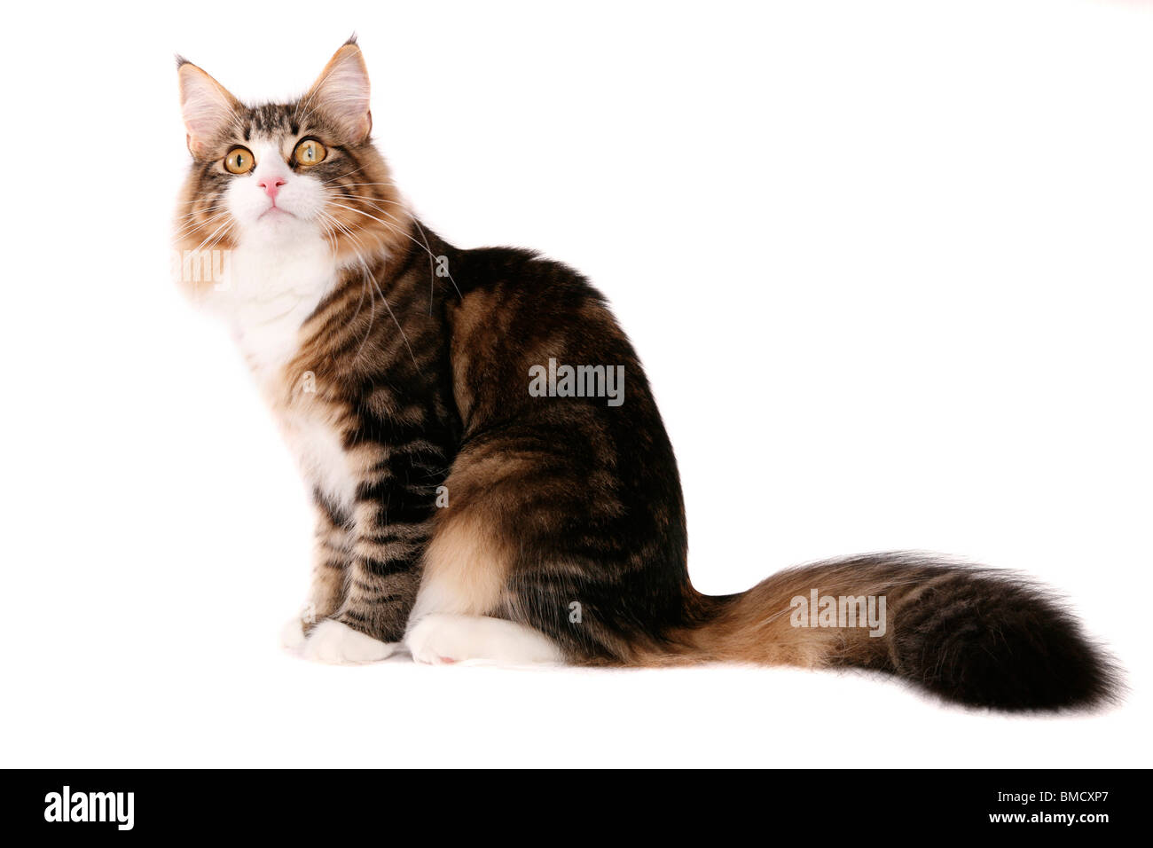 Norwegische Waldkatze / norwegian forest cat Stock Photo - Alamy