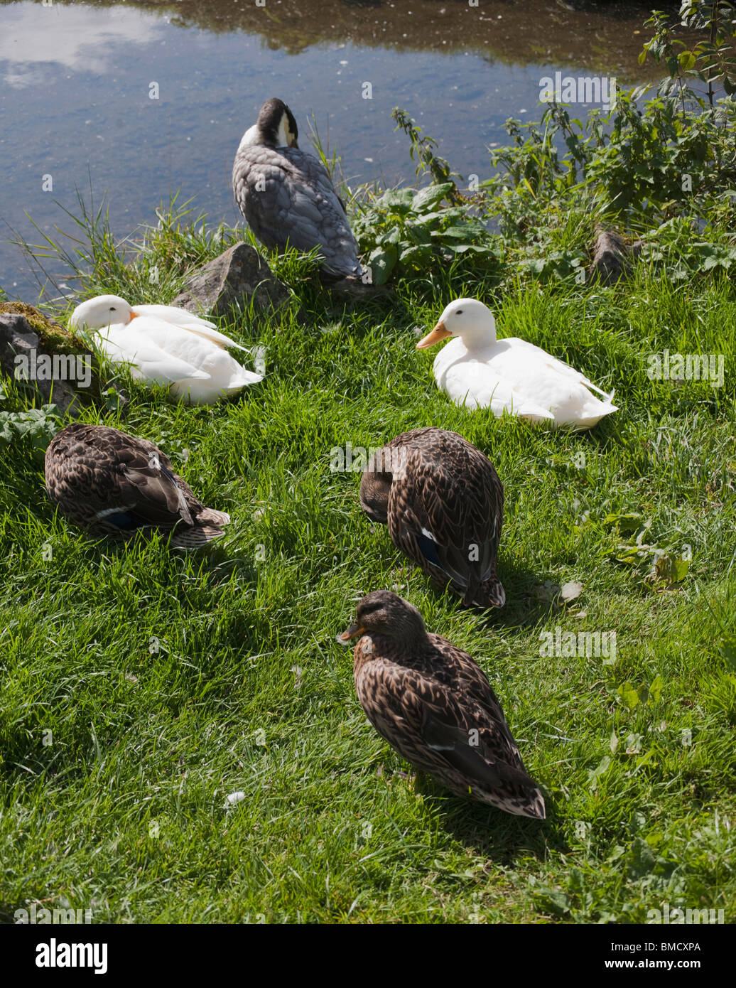Tissington duck pond hi-res stock photography and images - Alamy