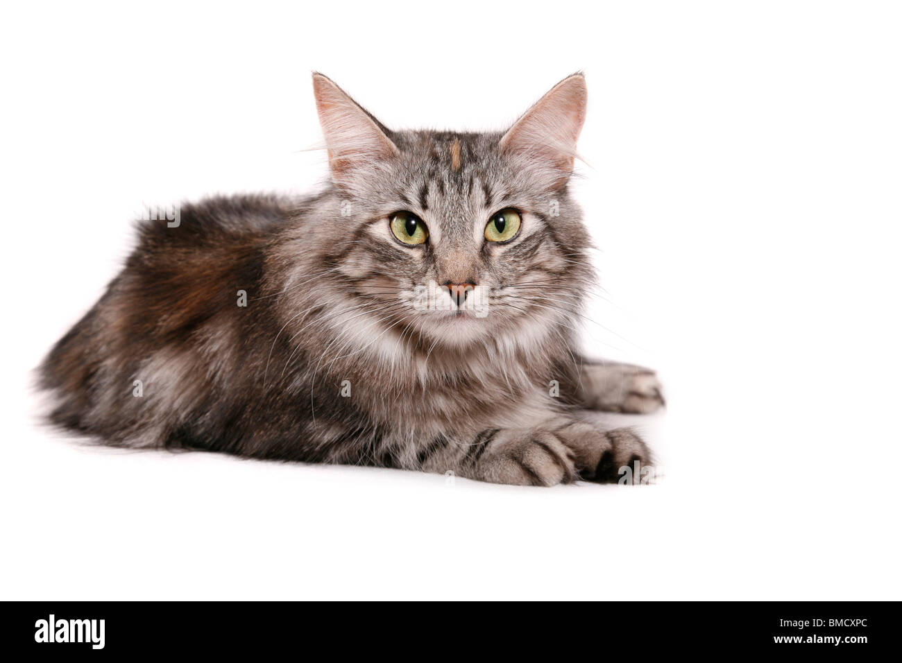 Norwegische Waldkatze / norwegian forest cat Stock Photo - Alamy