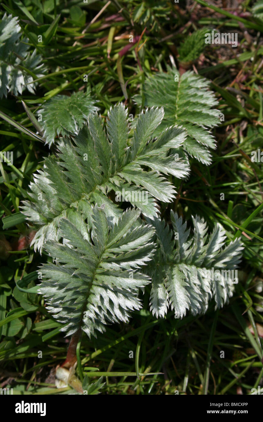 Silverweed herb hi-res stock photography and images - Alamy