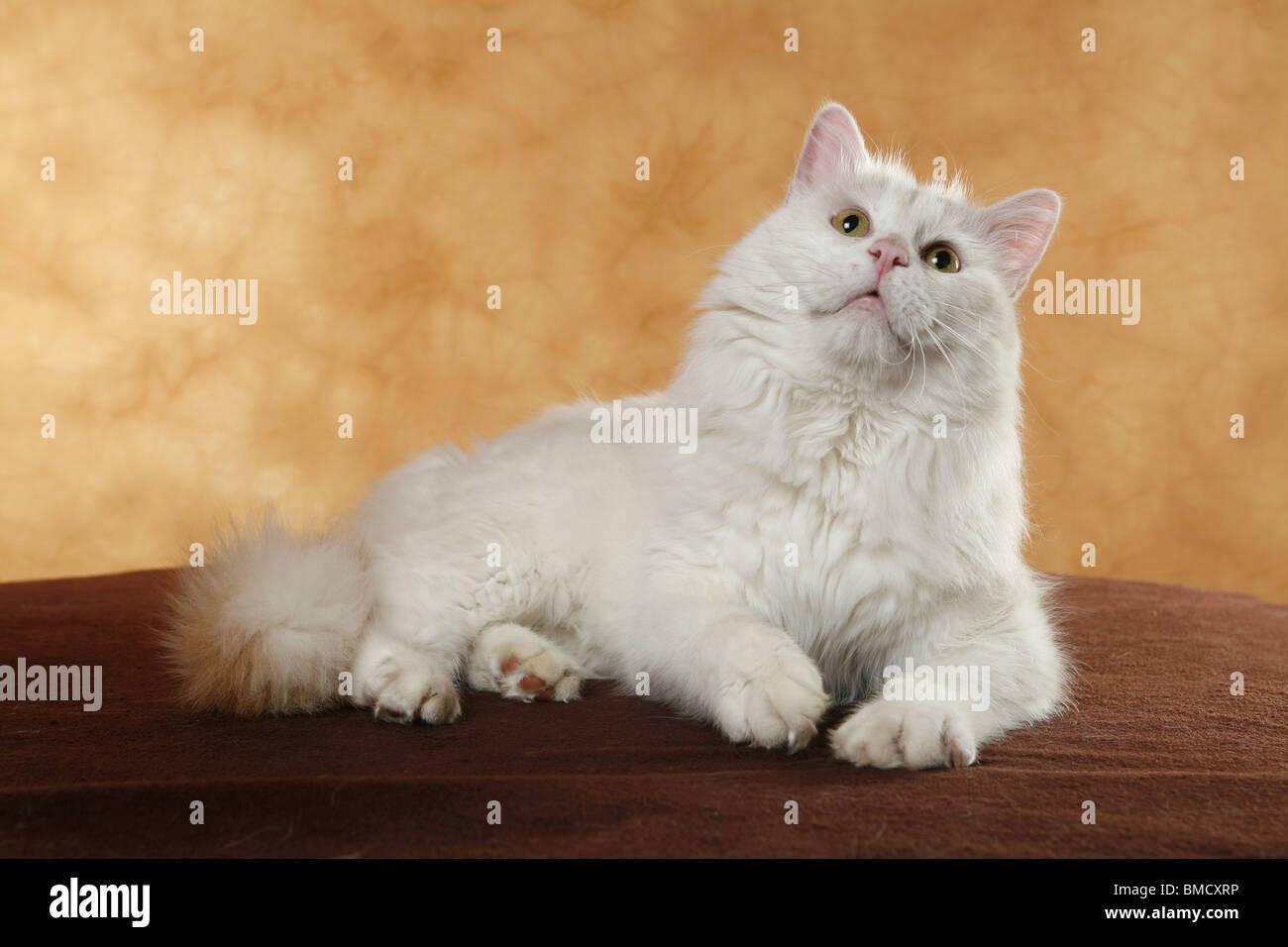 Vankatze hi-res stock photography and images - Alamy