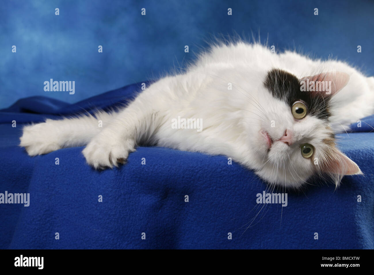 Vankatze hi-res stock photography and images - Alamy