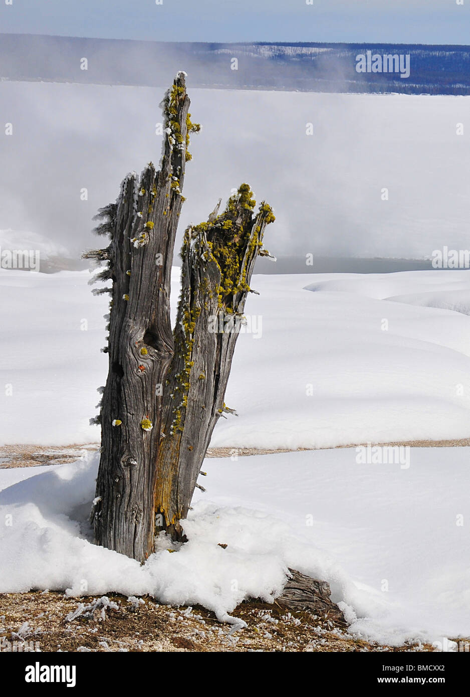 Dead Tree Stump in snow, Yellowstone Lake Winter Stock Photo - Alamy