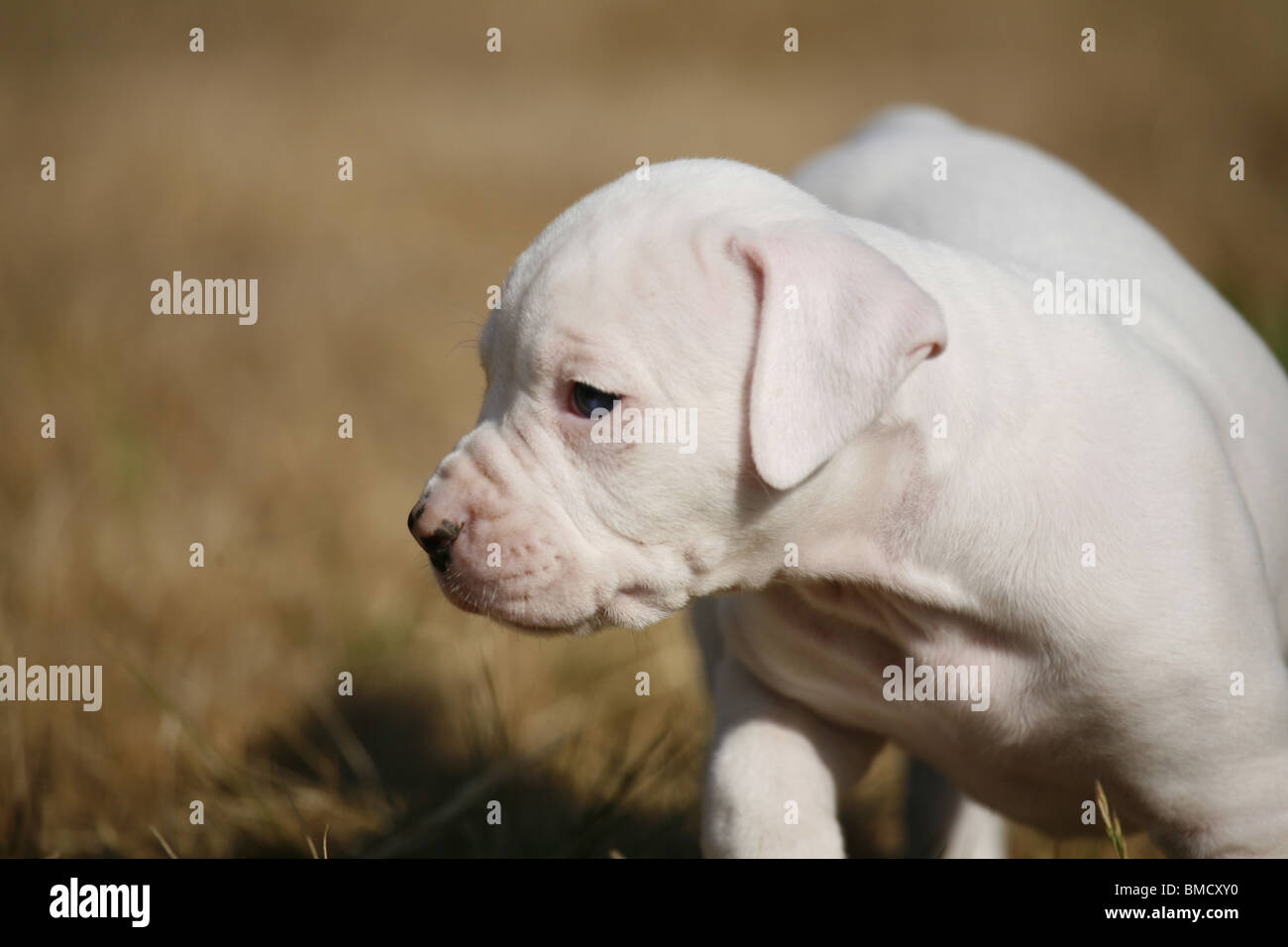 American Bulldog Welpe / American Bulldog Puppy Stock Photo - Alamy
