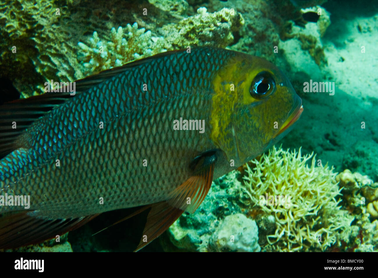 Polysteganus coeruleopunctatus hi-res stock photography and images - Alamy