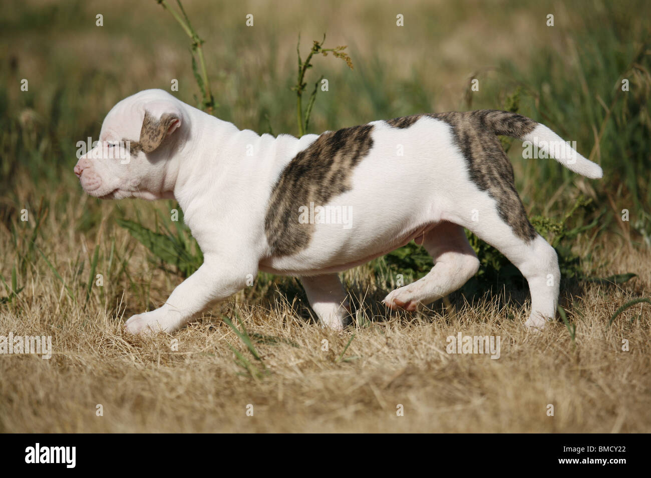 American Bulldog Welpe / American Bulldog Puppy Stock Photo - Alamy