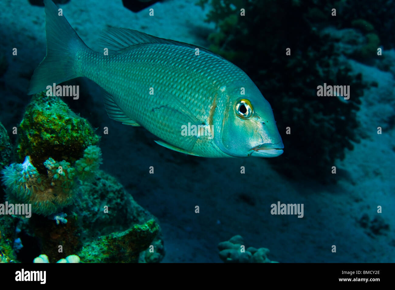 Coeruleopunctatus hi-res stock photography and images - Alamy