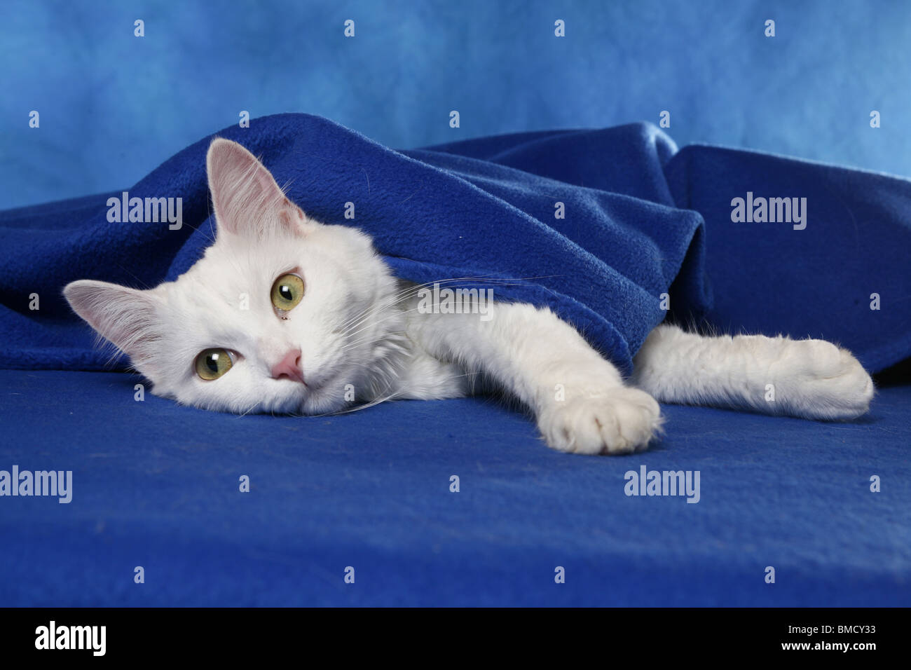 Vankatze hi-res stock photography and images - Alamy