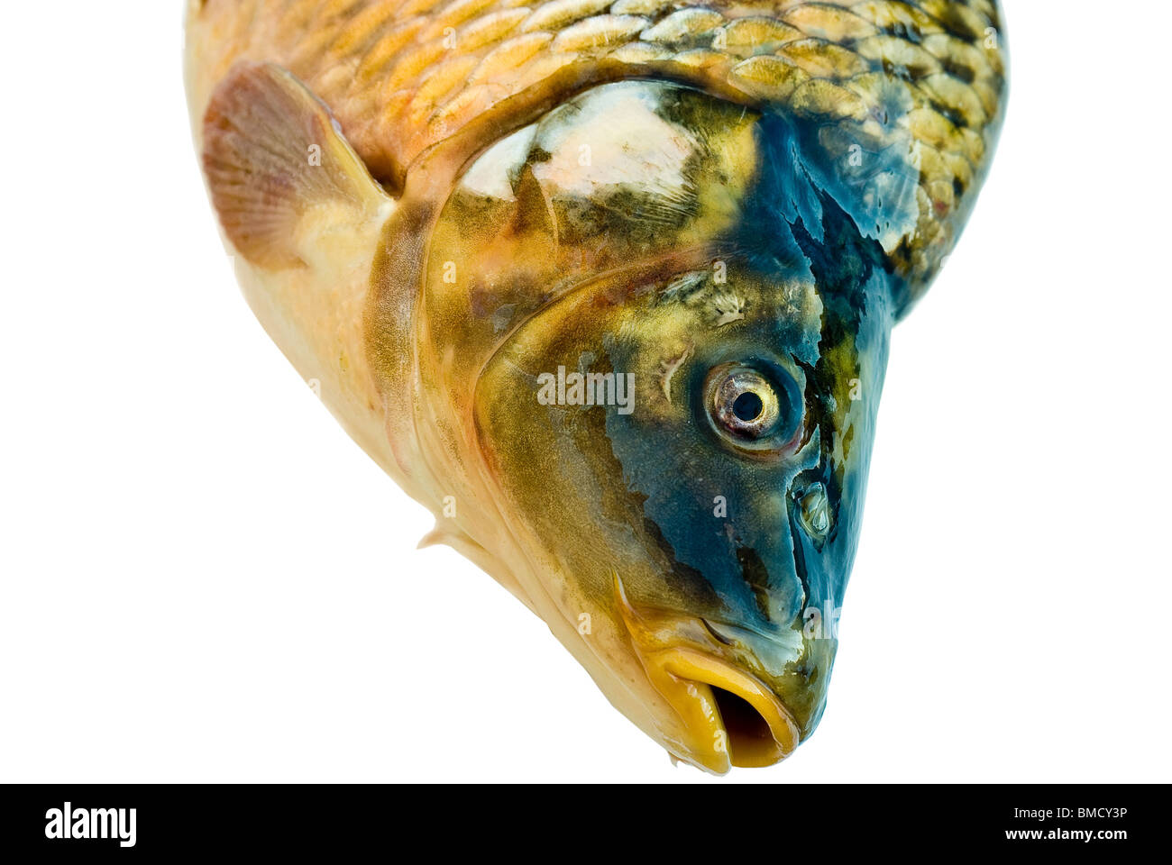 Carp head hi-res stock photography and images - Alamy