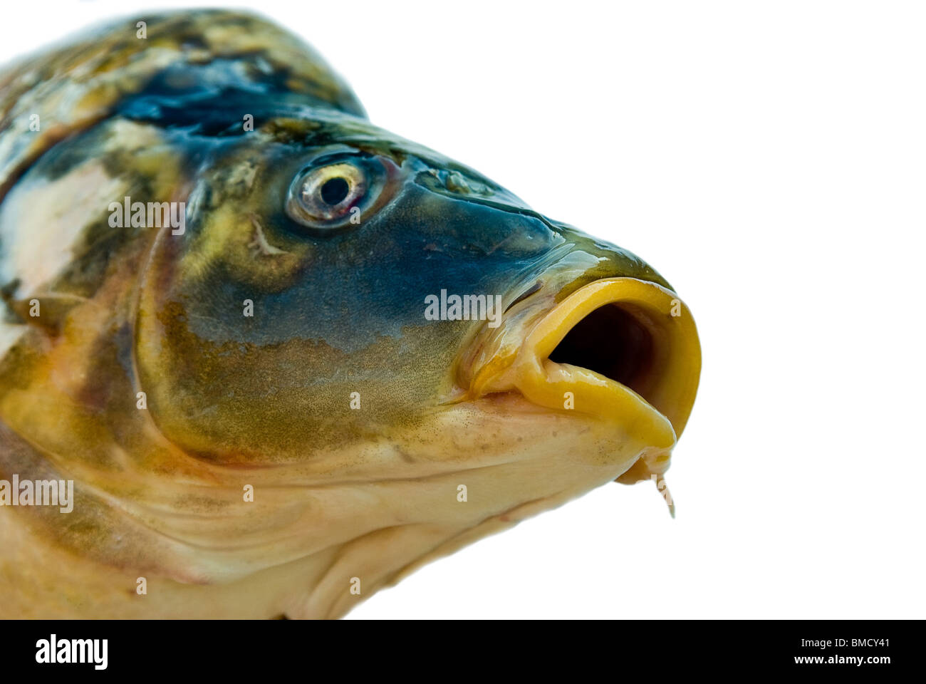 Head of Carp to dry. Cut on a white background Stock Photo - Alamy