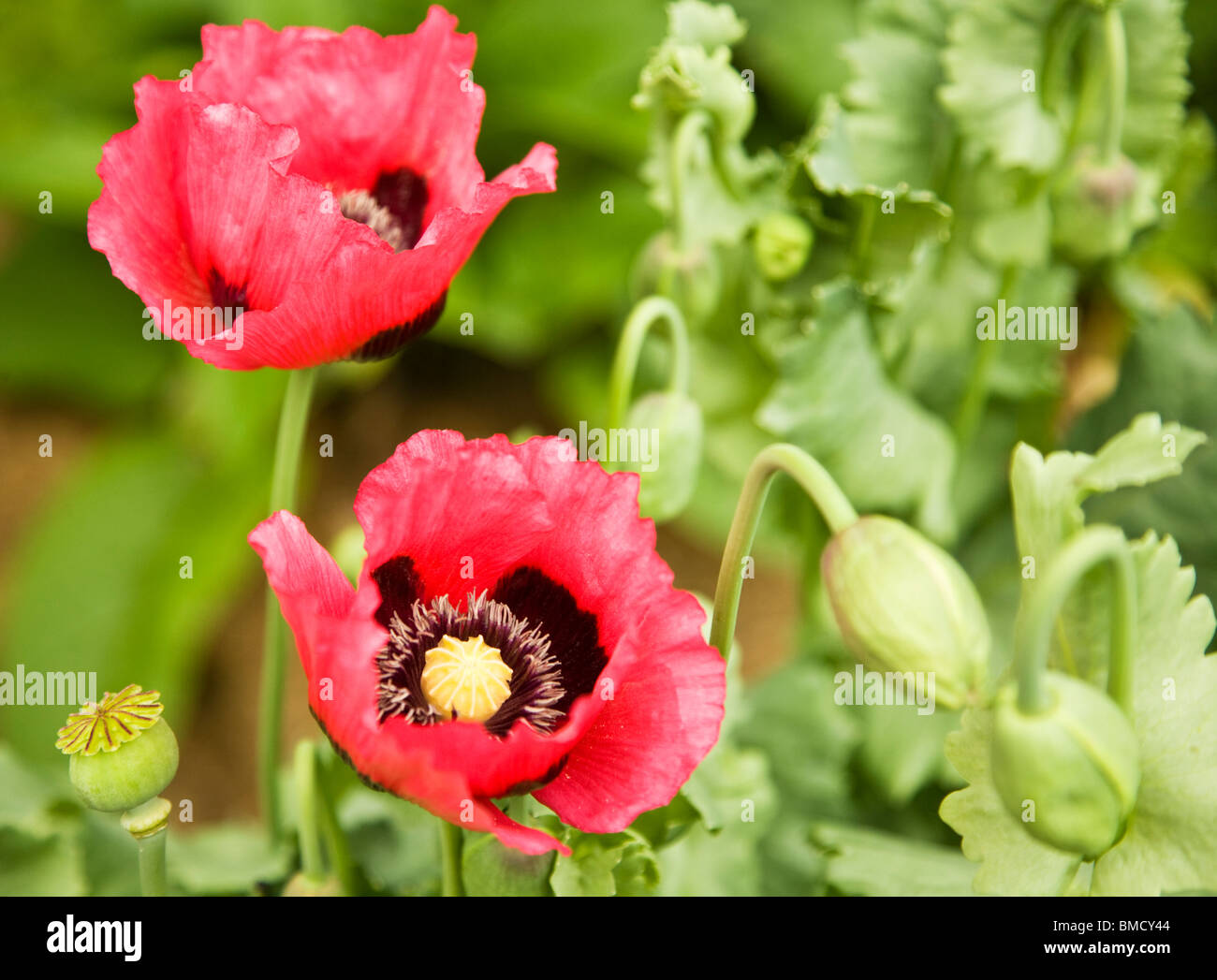 Uk gardens in june hi-res stock photography and images - Alamy