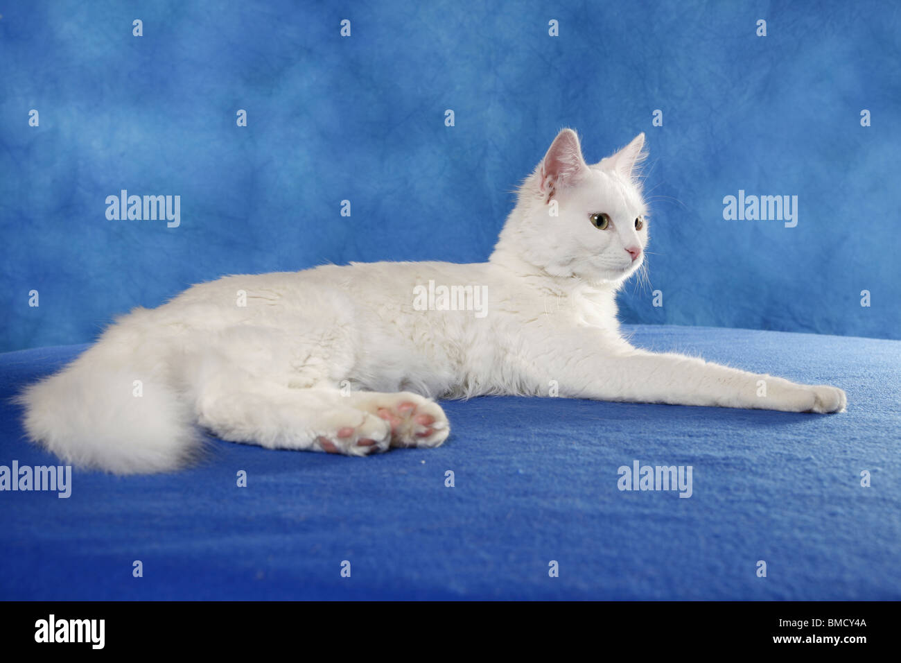 Vankatze hi-res stock photography and images - Alamy