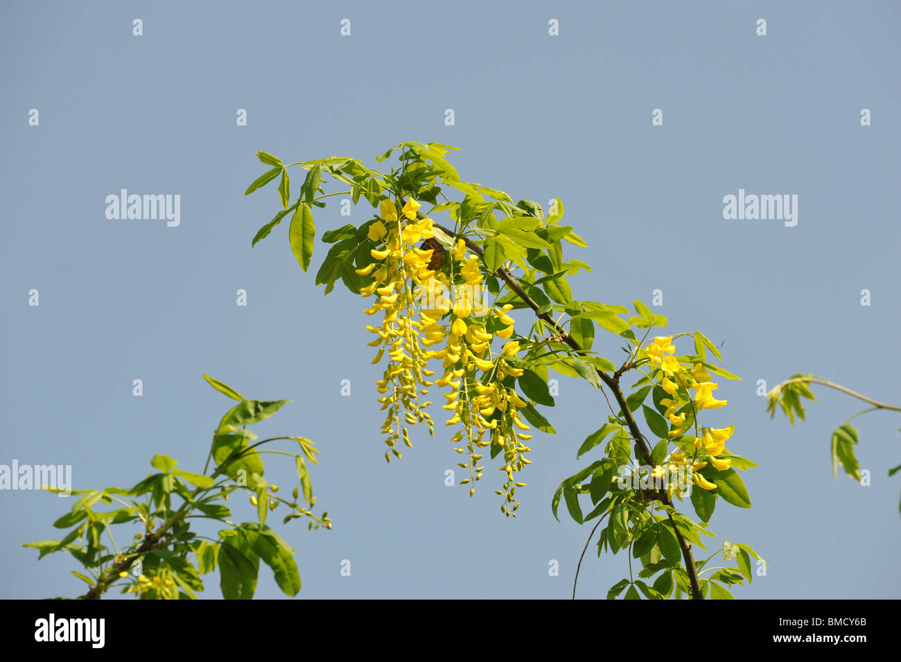 Laburnum anagyroides with yellow flowers and blue sky Stock Photo - Alamy