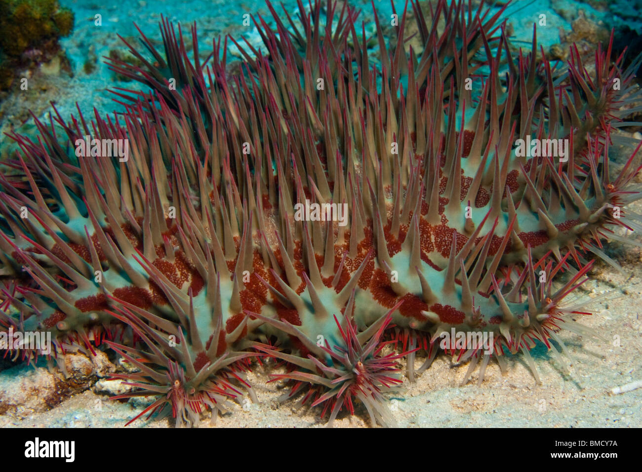 Acanthaster planci red sea hi-res stock photography and images - Alamy