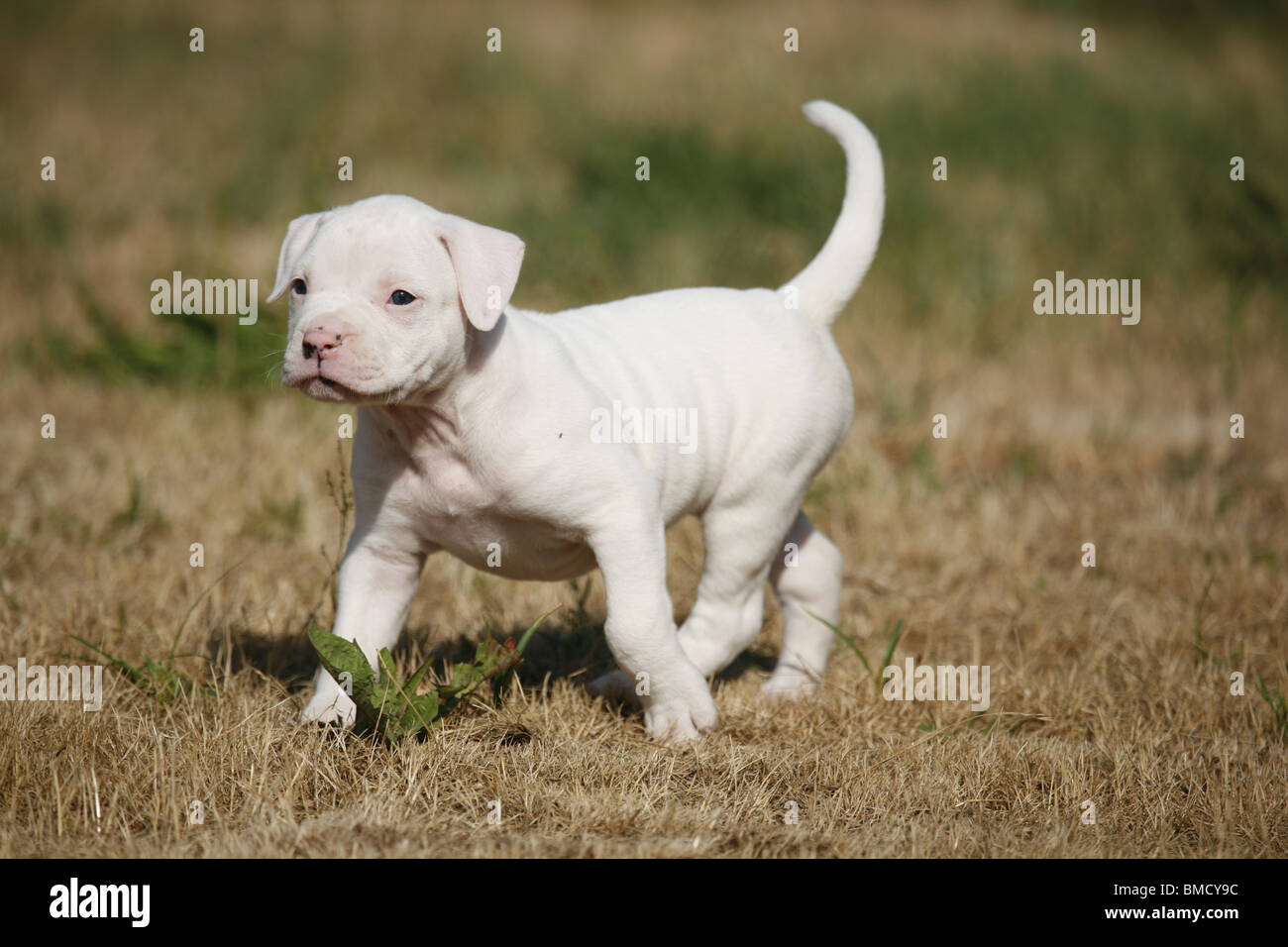 American Bulldog Welpe / American Bulldog Puppy Stock Photo - Alamy