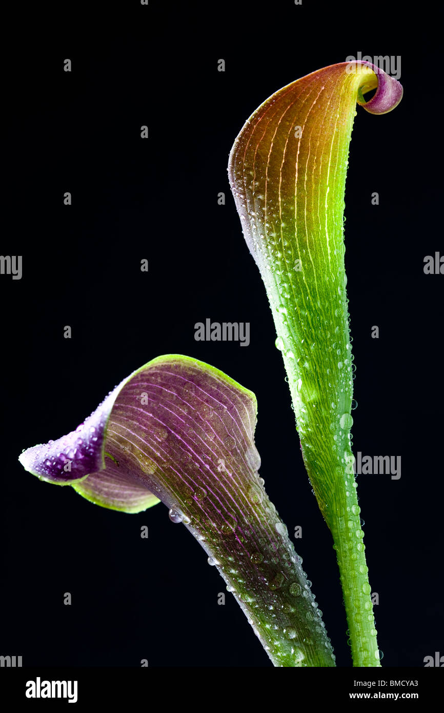 Calla lily with black background Stock Photo - Alamy