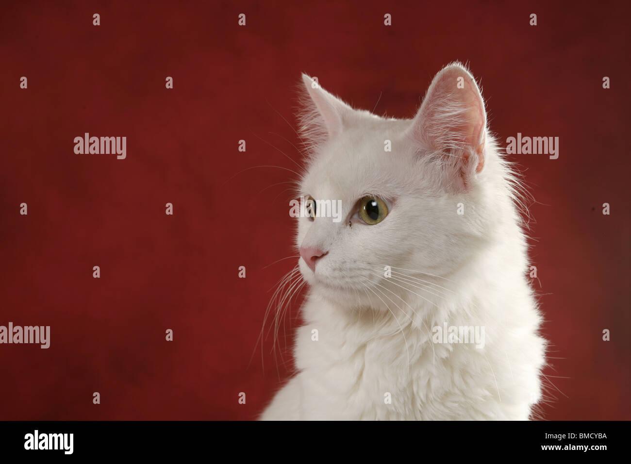 Vankatze hi-res stock photography and images - Alamy