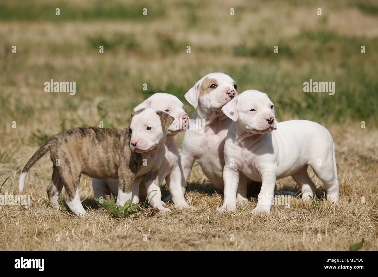 American Bulldog Welpe / American Bulldog Puppy Stock Photo - Alamy