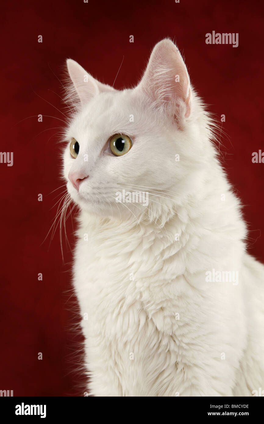 Angora cat turkish angora kedisi hi-res stock photography and images ...