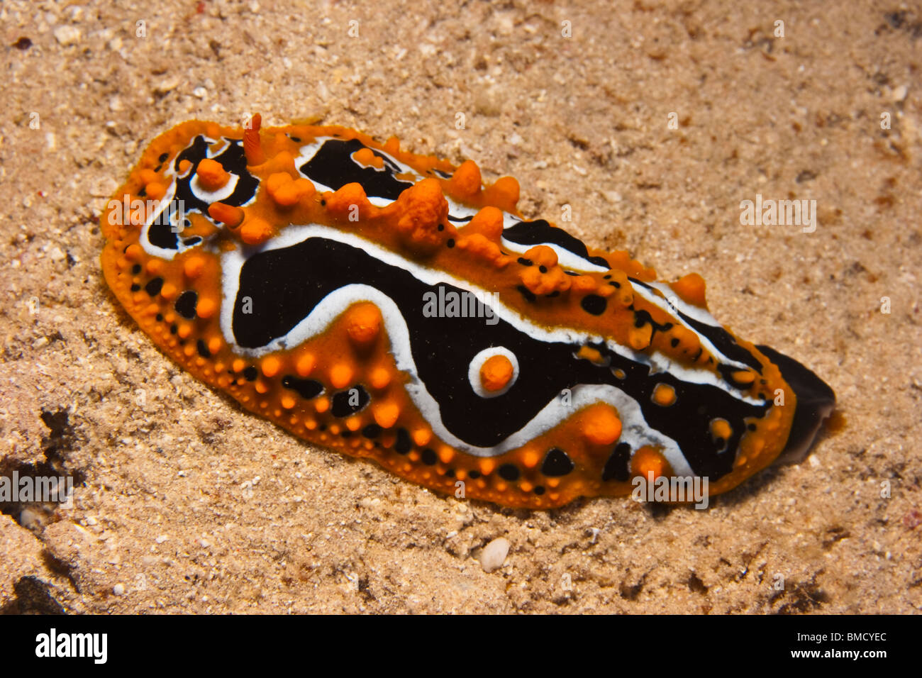 Sea slugs, dorid nudibranchs, shell-less marine gastropod (Phyllidia ...