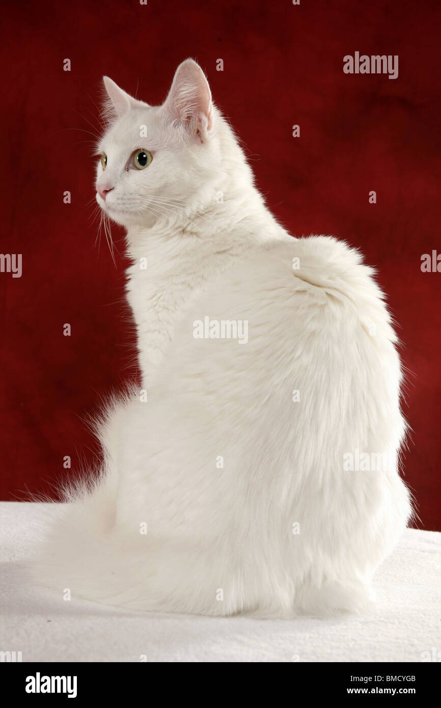 Vankatze hi-res stock photography and images - Alamy