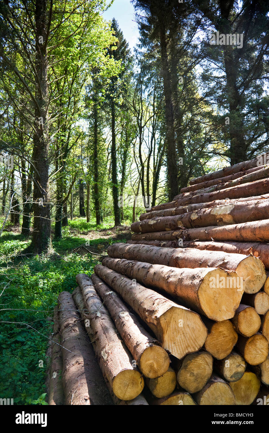Stack of felled tree trunks with trees in background Stock Photo - Alamy