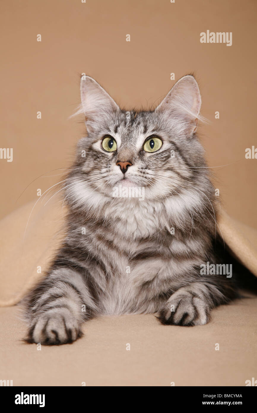 Norwegische Waldkatze / norwegian forest cat Stock Photo - Alamy