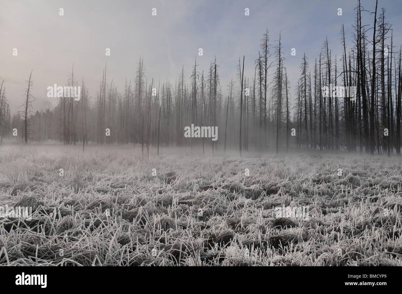 Stand in mist hi-res stock photography and images - Alamy