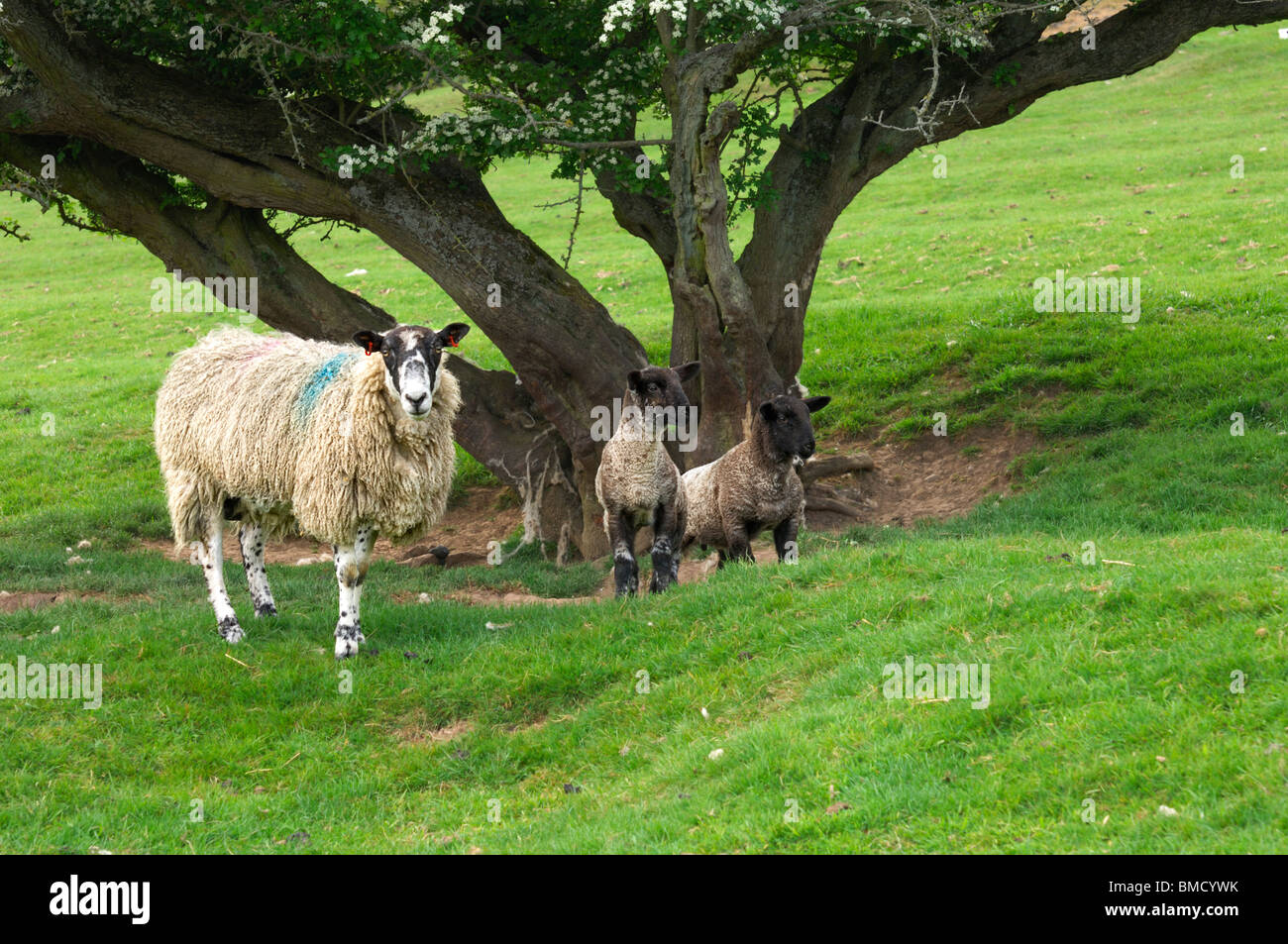 Sheep with two lambs under tree Stock Photo - Alamy