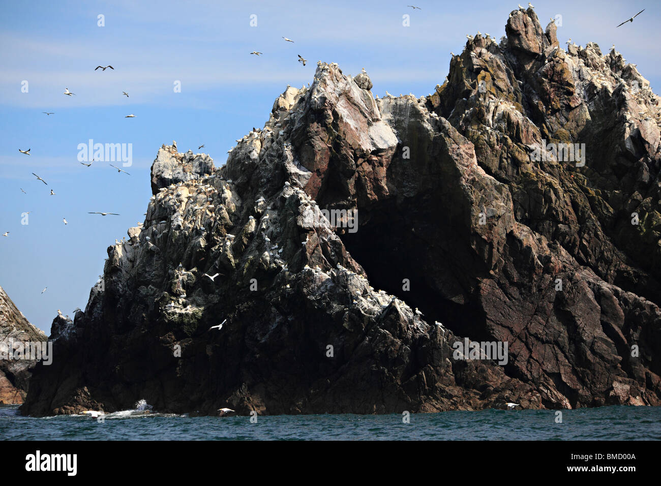 Alderney channel islands birds hi-res stock photography and images - Alamy