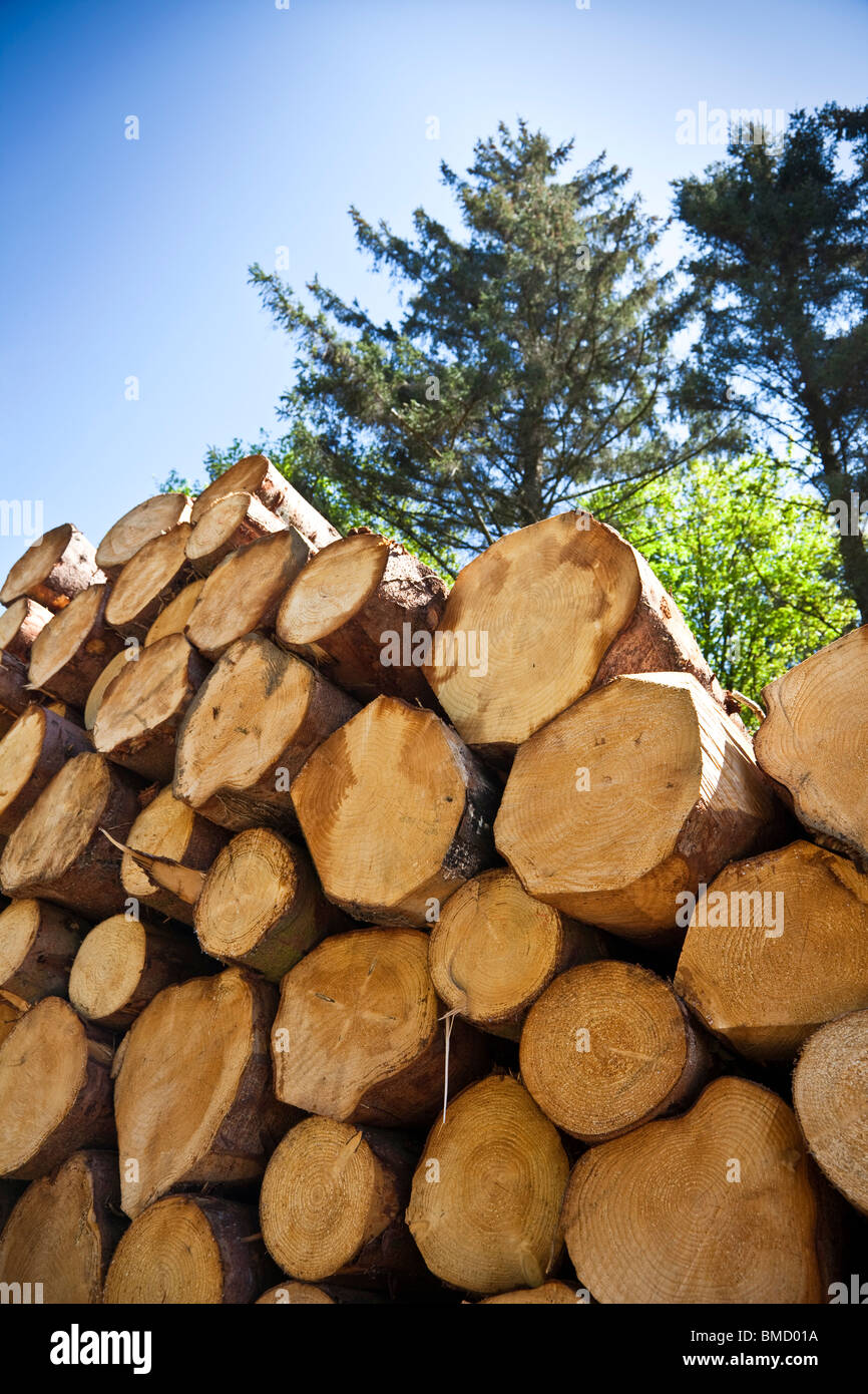 Stack of felled tree trunks with trees in background Stock Photo - Alamy