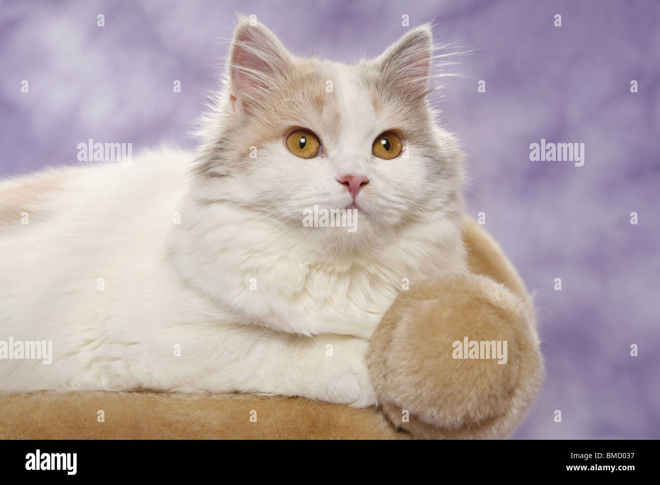 Langhaarkatzen hi-res stock photography and images - Alamy