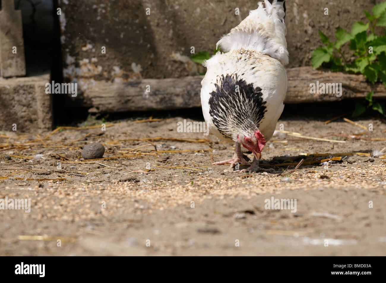 Chicken pecking hi-res stock photography and images - Alamy