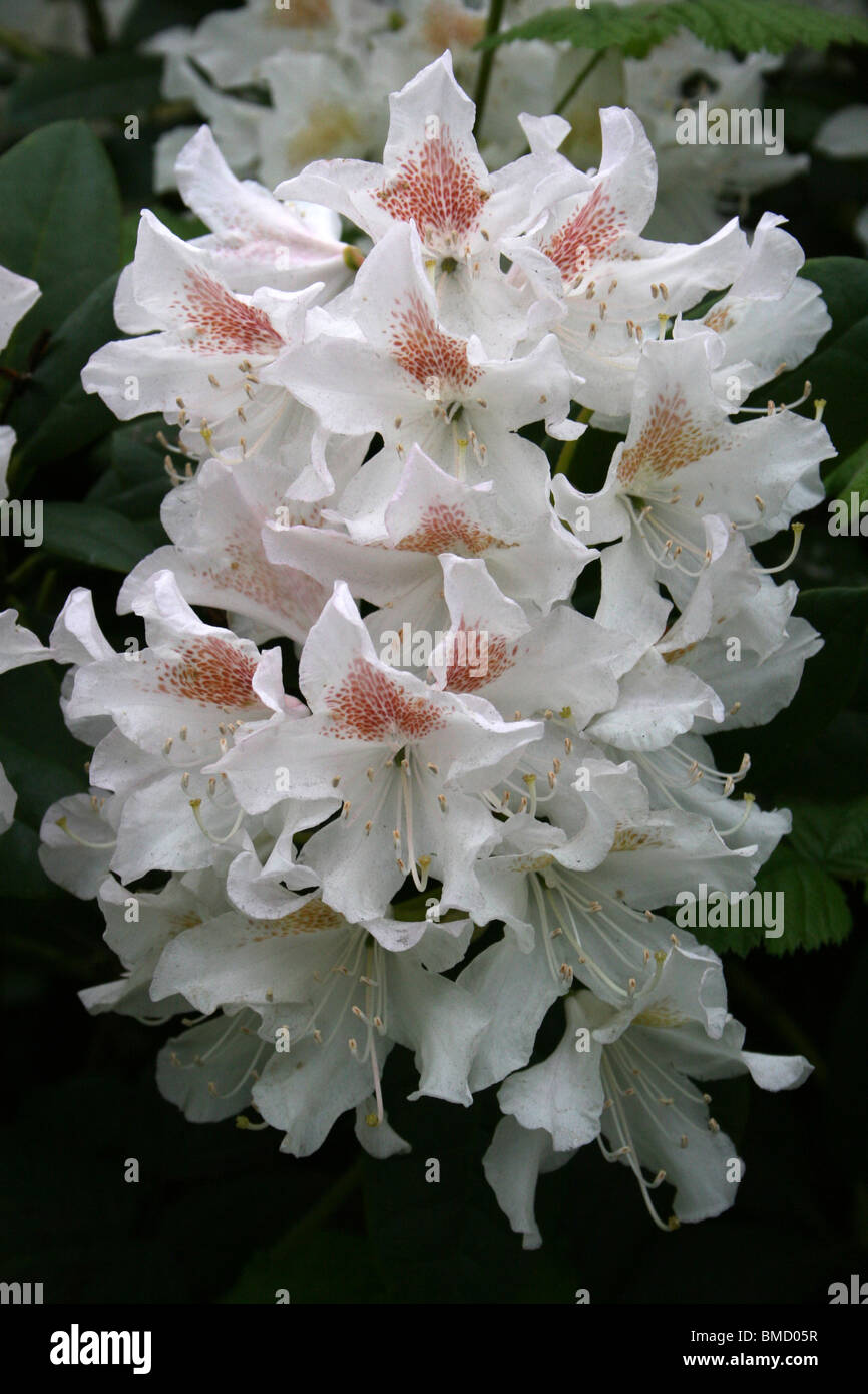 Flowering white rhododendron rhododendron hi-res stock photography and ...