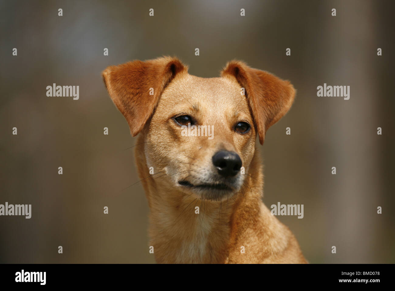 Mischling herbst hi-res stock photography and images - Alamy