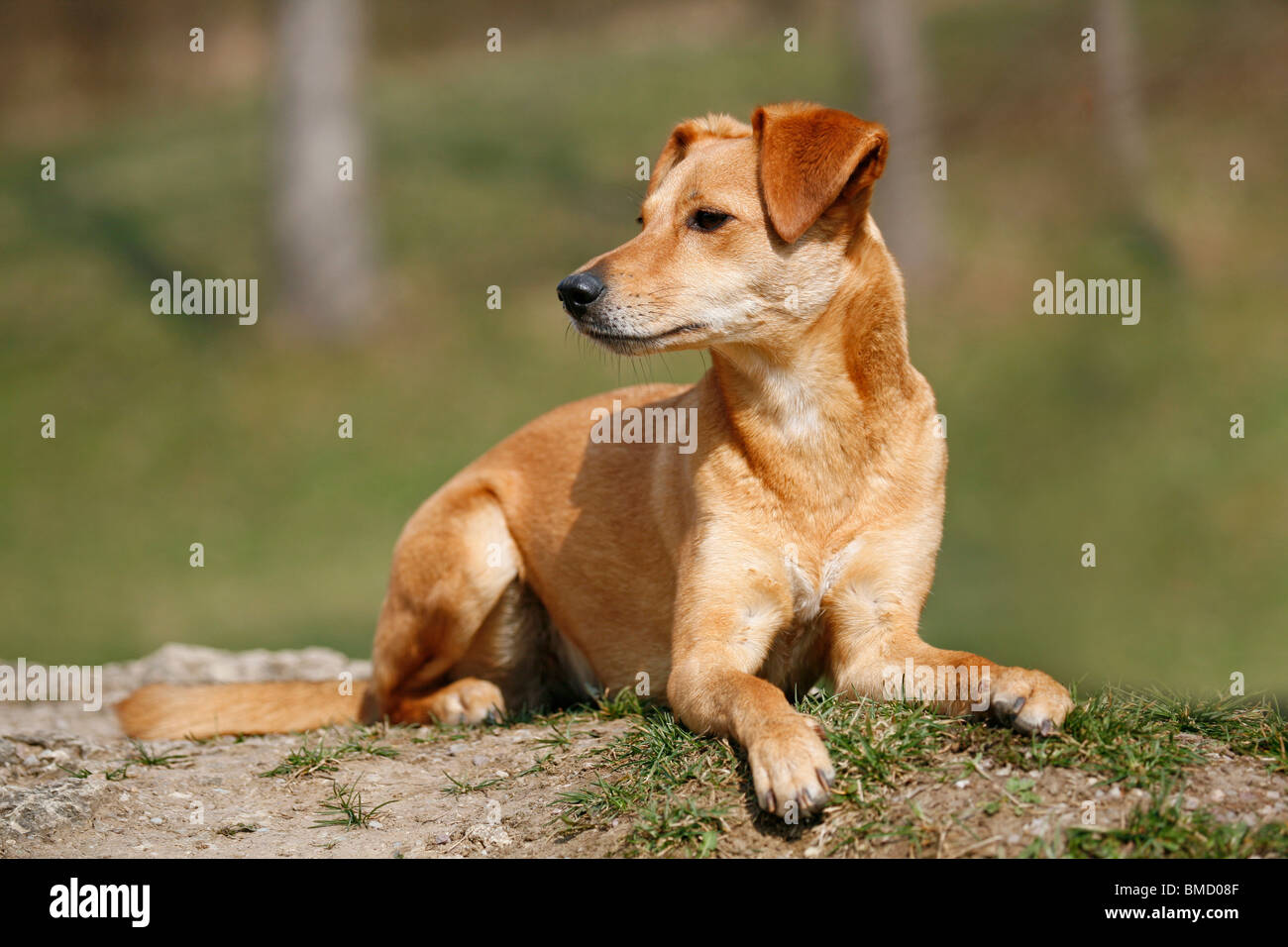 Mischlings Hund / crossbreed dog Stock Photo - Alamy