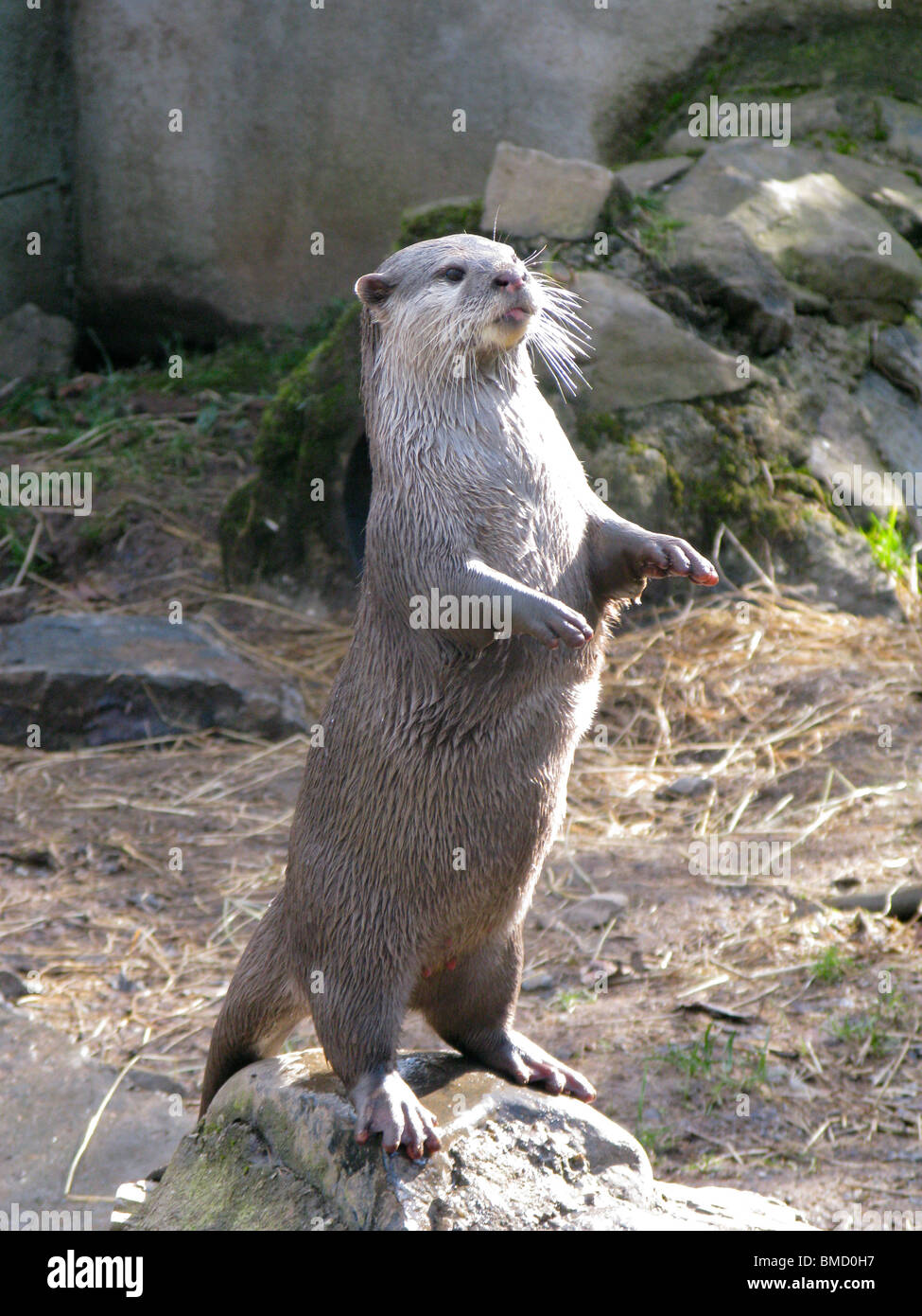 Otter standing on hind legs hi-res stock photography and images - Alamy