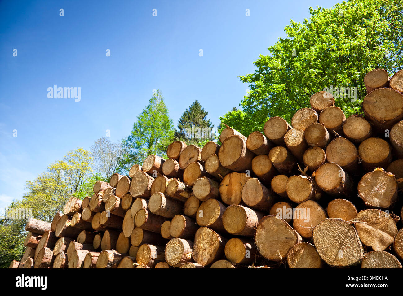 Stack of felled tree trunks with trees and sky in background Stock ...