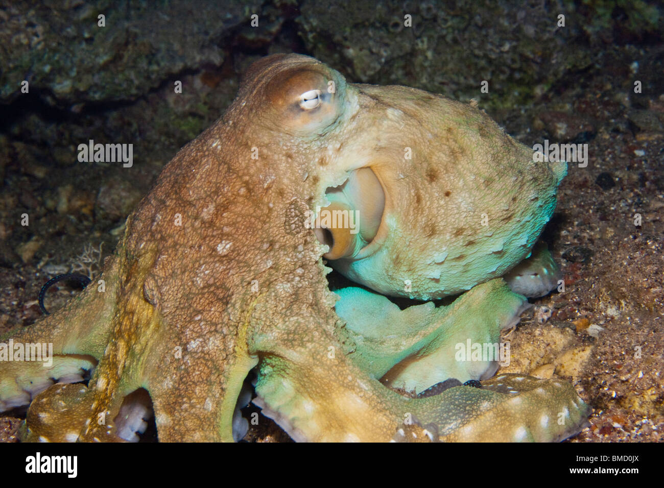 Cephalopoda taxonomy hi-res stock photography and images - Alamy