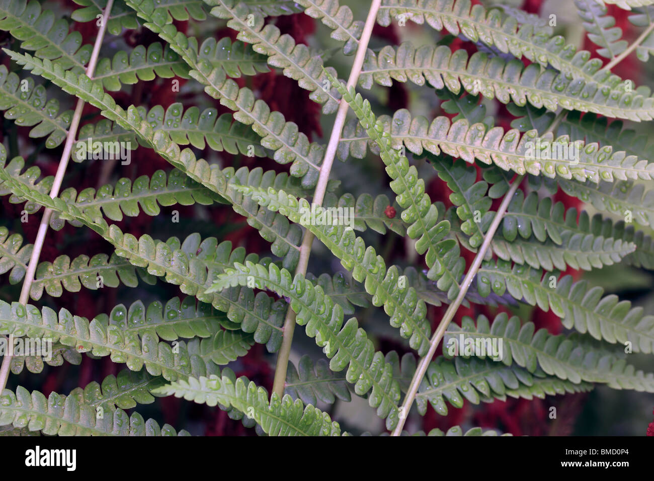 pteridophyte fern in close up in Shakespear's garden, Central Park ...