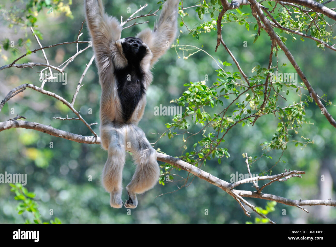 The Pileated Gibbon (Hylobates pileatus) is a primate in the ...