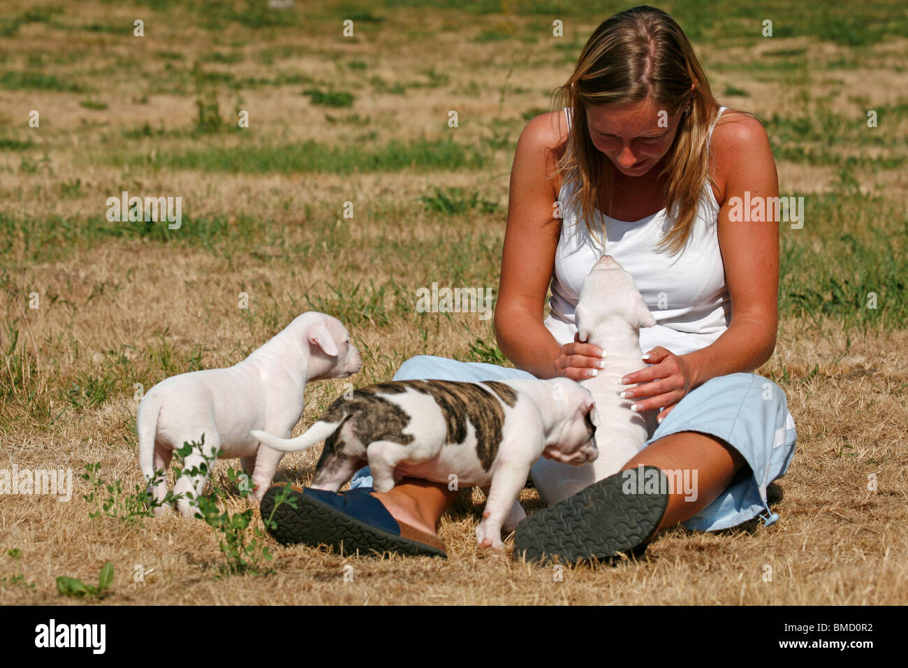 American Bulldog Welpe / American Bulldog Puppy Stock Photo - Alamy