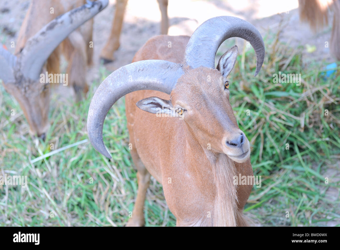 The Barbary Sheep (Ammotragus lervia) is a species of caprid (goat ...