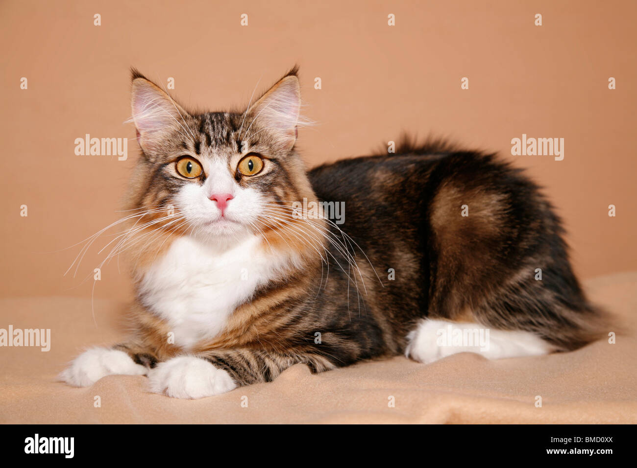 Norwegische Waldkatze / norwegian forest cat Stock Photo - Alamy