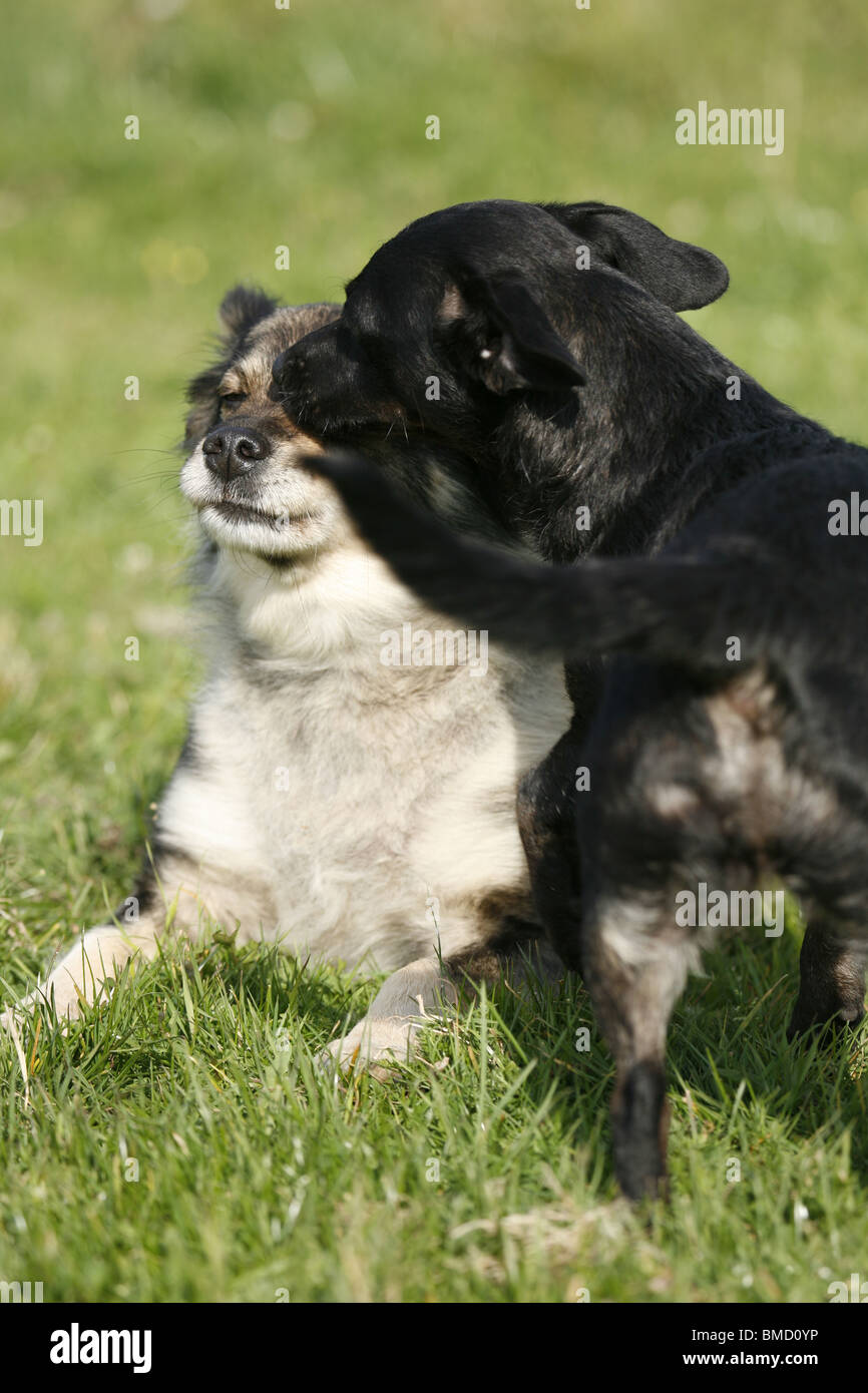 Mischlinge / mongrels Stock Photo - Alamy