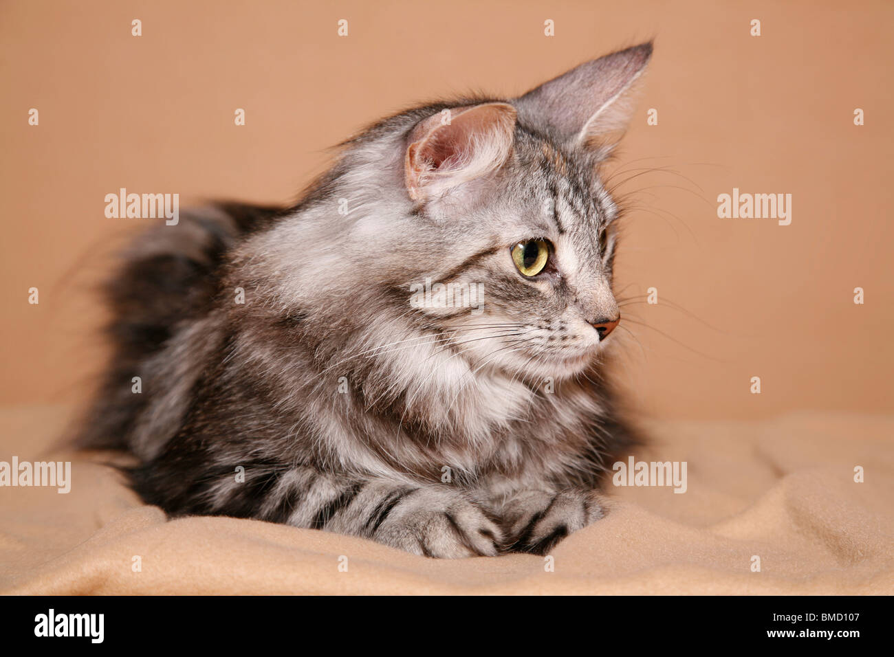 Norwegische Waldkatze / norwegian forest cat Stock Photo - Alamy