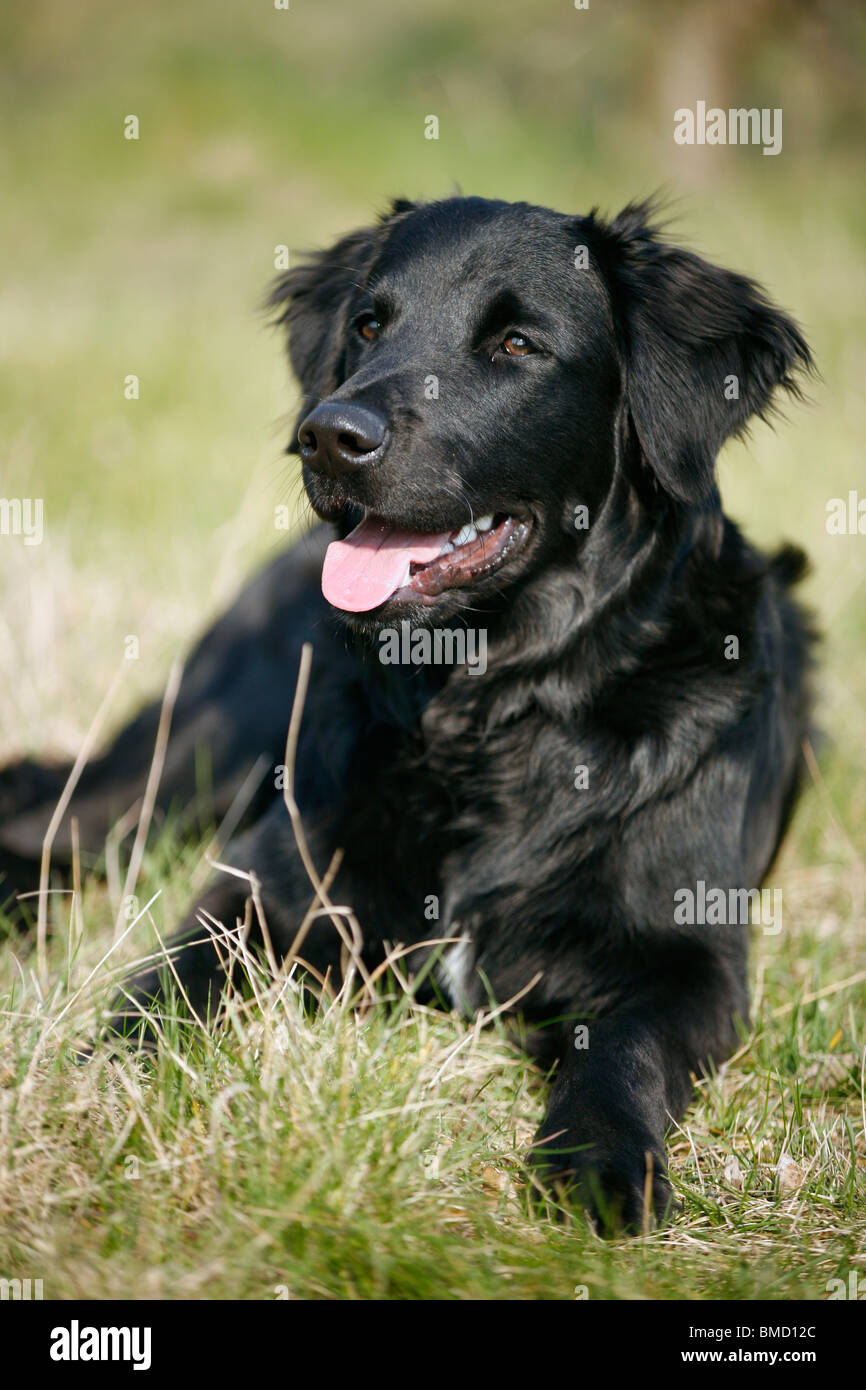 schwarzer Hund / black dog Stock Photo - Alamy