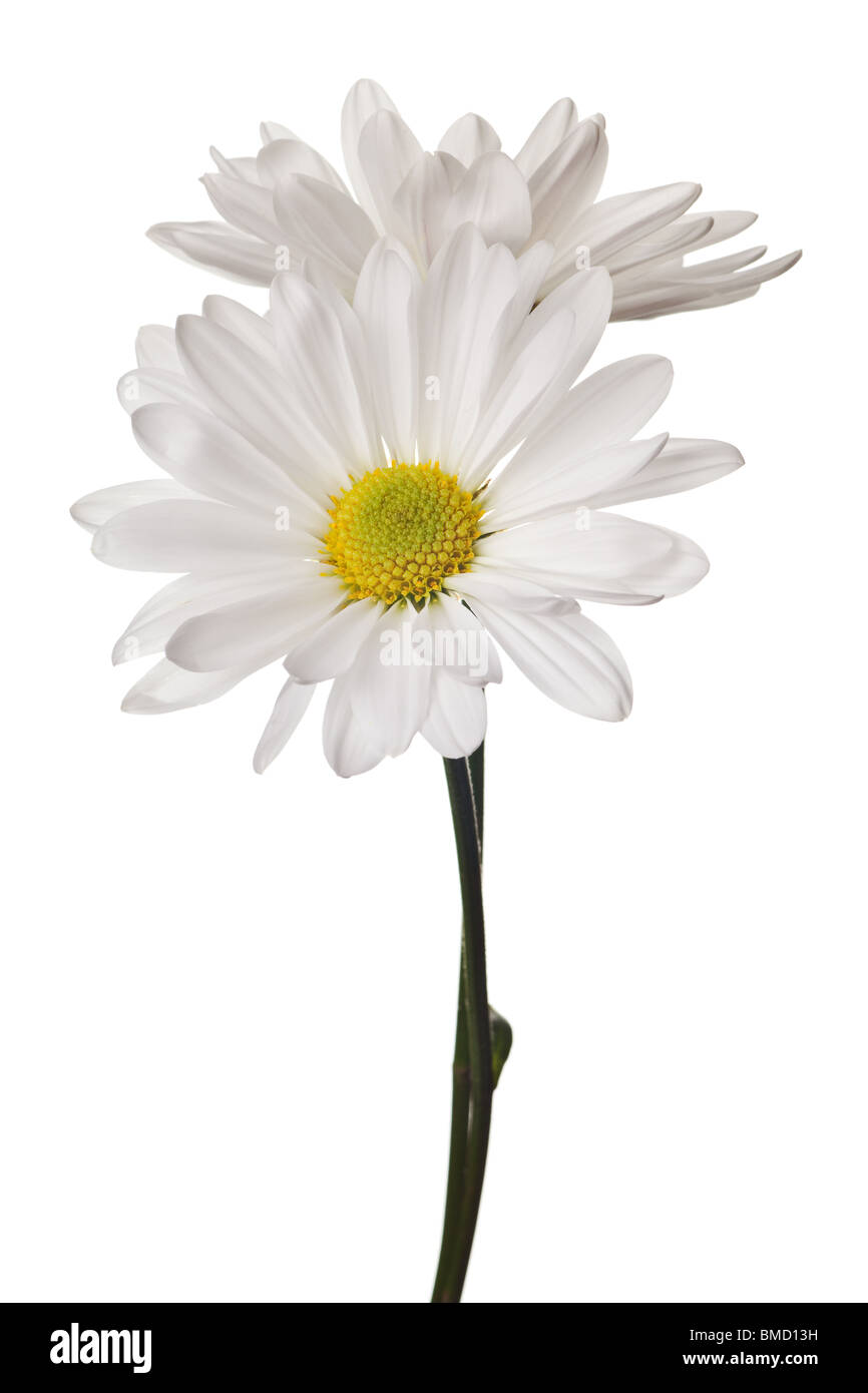 daisy isolated on a pure white background Stock Photo - Alamy