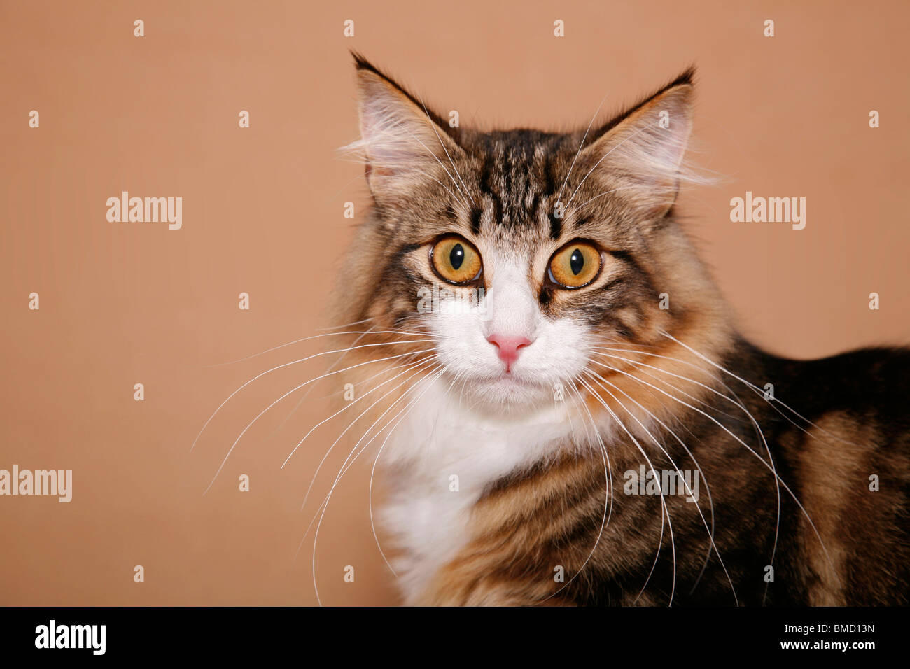 Norwegische Waldkatze / norwegian forest cat Stock Photo - Alamy