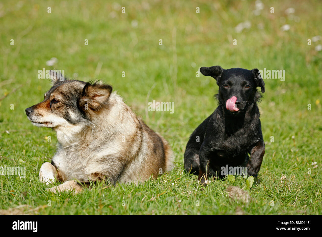 Mischlinge / mongrels Stock Photo - Alamy